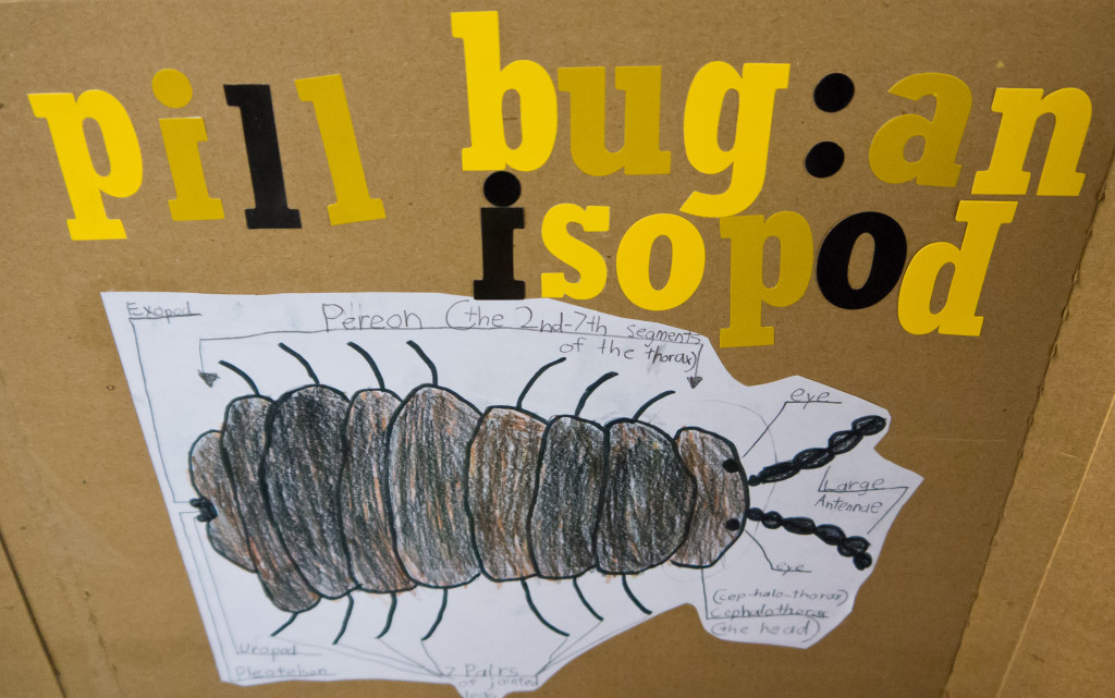 cute little isopods | HappyFish School